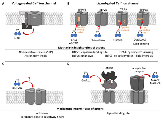 Cells | Free Full-Text | Deciphering Molecular Mechanisms and ...