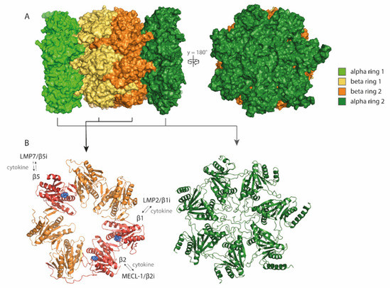 The Function of Immunoproteasomes—An Immunologists’ Perspective