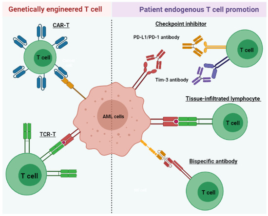 The Role of T Cell Immunotherapy in Acute Myeloid Leukemia