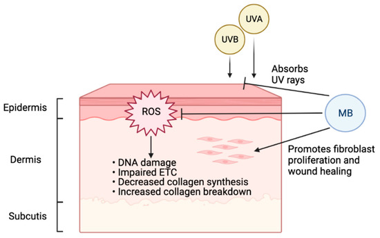 The Potentials of Methylene Blue as an Anti-Aging Drug