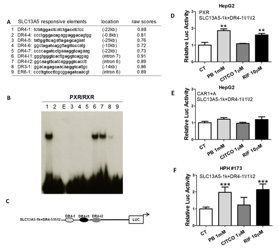 Phenobarbital Induces SLC13A5 Expression through Activation of PXR but ...