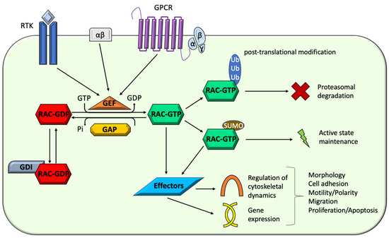 Pathophysiological Mechanisms in Neurodevelopmental Disorders Caused by ...