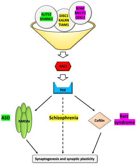 Pathophysiological Mechanisms in Neurodevelopmental Disorders Caused by ...