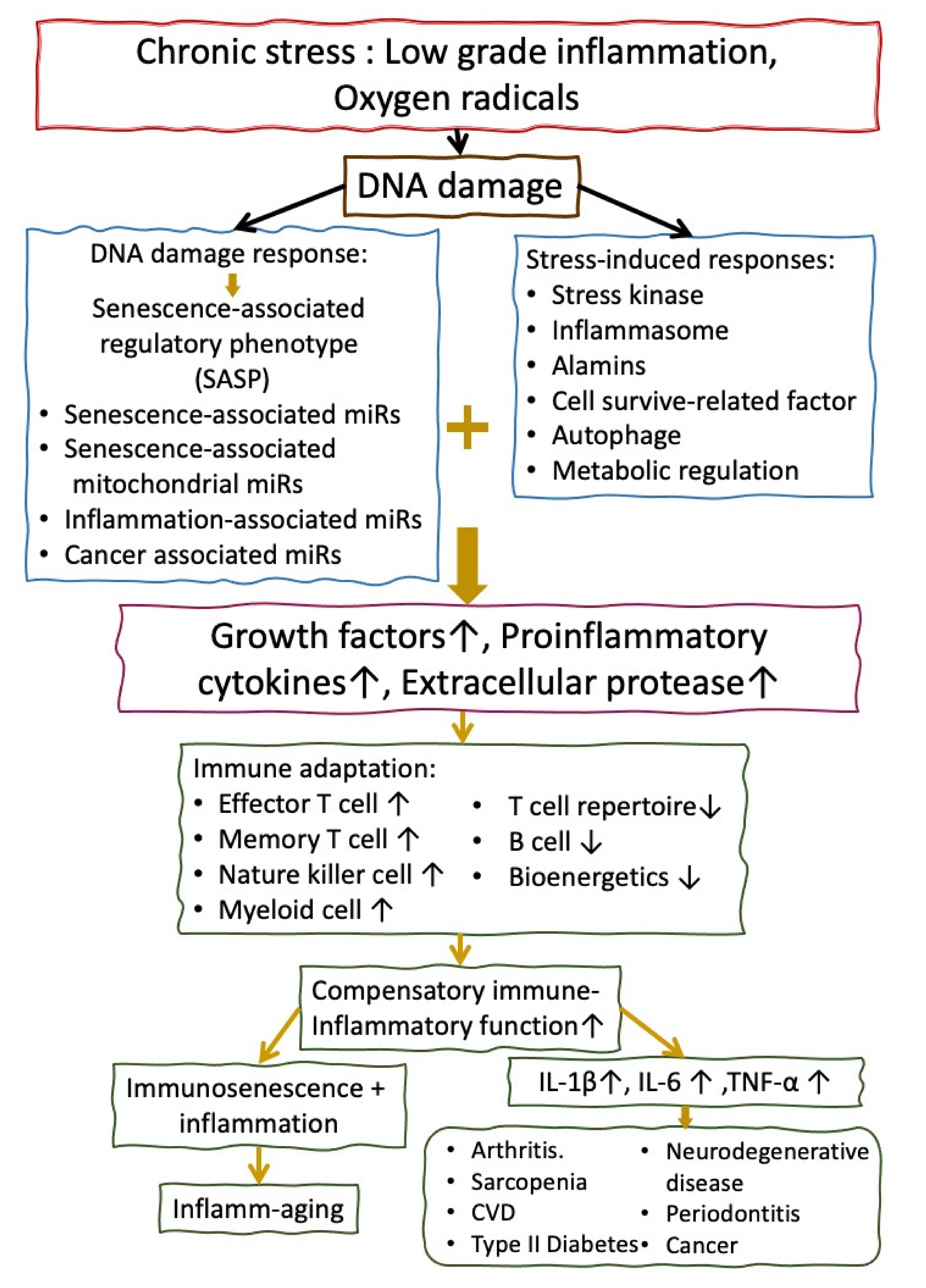 Molecular Basis of Accelerated Aging with Immune Dysfunction-Mediated ...