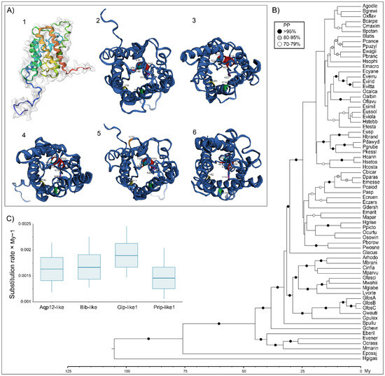 First Glimpse at the Diverse Aquaporins of Amphipod Crustaceans