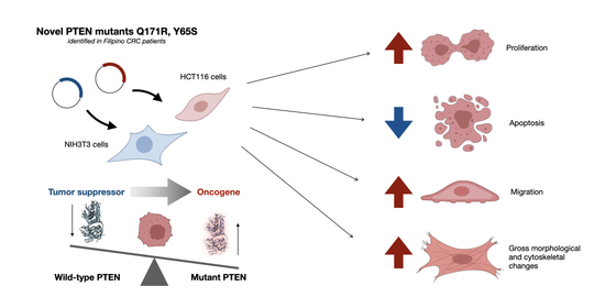 Cells | Free Full-Text | The Novel Phosphatase Domain Mutations Q171R ...