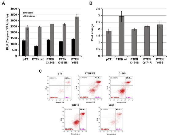 The Novel Phosphatase Domain Mutations Q171R and Y65S Switch PTEN from ...