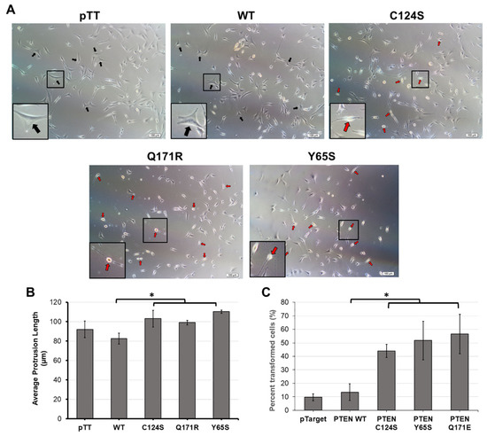 The Novel Phosphatase Domain Mutations Q171R and Y65S Switch PTEN from ...