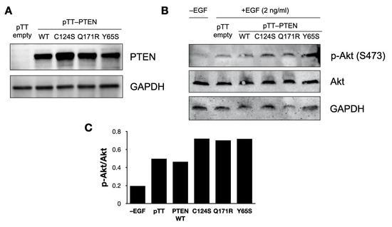 The Novel Phosphatase Domain Mutations Q171R and Y65S Switch PTEN from ...