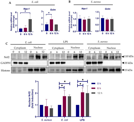 Escherichia coli and Staphylococcus aureus Differentially Regulate Nrf2 Pathway in Bovine ...