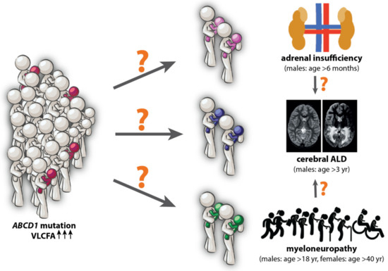 Molecular Biomarkers for Adrenoleukodystrophy: An Unmet Need