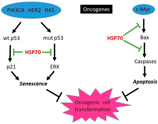HSP70s in Breast Cancer: Promoters of Tumorigenesis and Potential ...