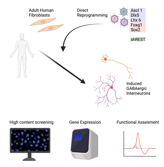 Cells | Free Full-Text | Reprogramming Human Adult Fibroblasts into ...