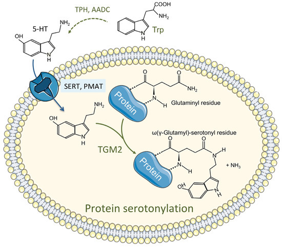 Immuno-Metabolic Modulation of Liver Oncogenesis by the Tryptophan ...