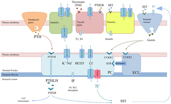 Alterations in SLC4A2, SLC26A7 and SLC26A9 Drive Acid–Base Imbalance in ...