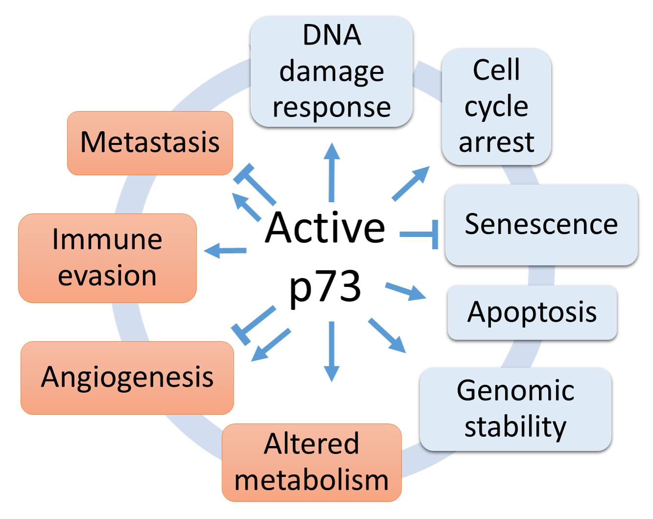 Cells | Free Full-Text | Dual Role of p73 in Cancer Microenvironment ...