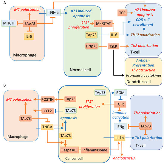 Dual Role of p73 in Cancer Microenvironment and DNA Damage Response