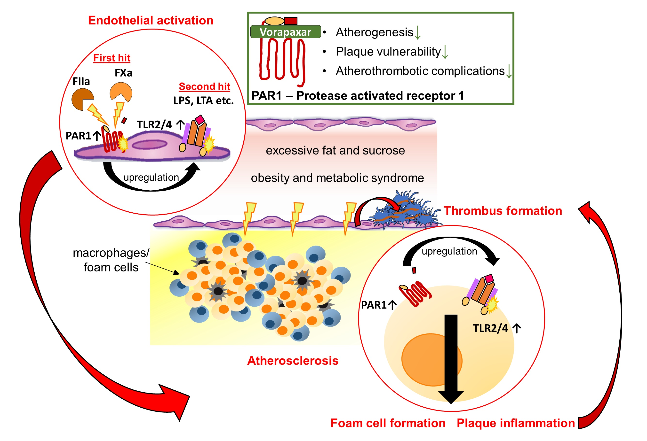 Cells | Free Full-Text | Pleiotropic Effects of the Protease-Activated ...