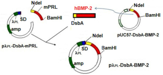 Cells | Free Full-Text | Synthesis of Human Bone Morphogenetic Protein ...