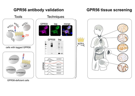 Cells | Free Full-Text | Adhesion GPCR GPR56 Expression Profiling in ...