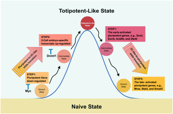 Capturing Pluripotency and Beyond