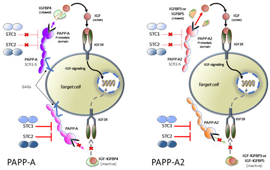 Pregnancy-Associated Plasma Protein (PAPP)-A2 in Physiology and Disease