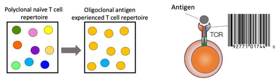 T-Cell Receptor Repertoire Analysis with Computational Tools—An Immunologist’s Perspective