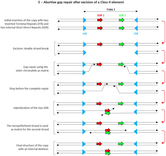 Taming, Domestication and Exaptation: Trajectories of Transposable ...