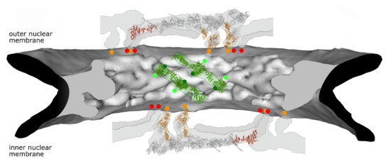 Dunking into the Lipid Bilayer: How Direct Membrane Binding of ...