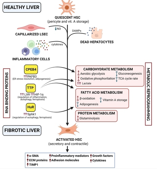 Cells | Free Full-Text | Metabolic Reprogramming of Liver Fibrosis