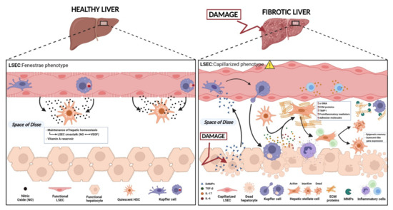 Metabolic Reprogramming of Liver Fibrosis