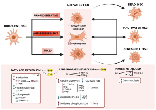 Metabolic Reprogramming of Liver Fibrosis