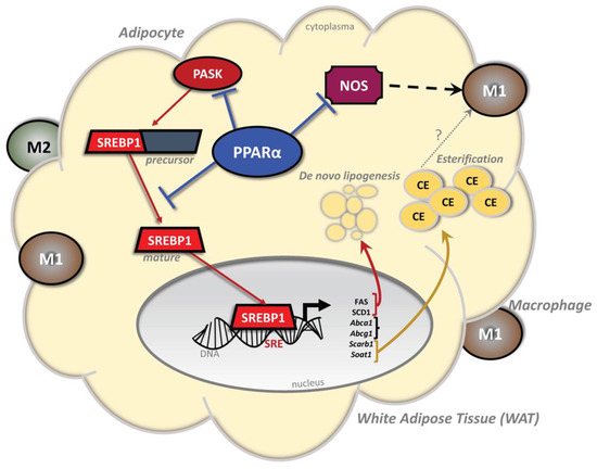 Adipose-Specific PPARα Knockout Mice Have Increased Lipogenesis by PASK ...