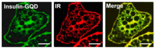 Fluorescence Microscopy—An Outline of Hardware, Biological Handling ...