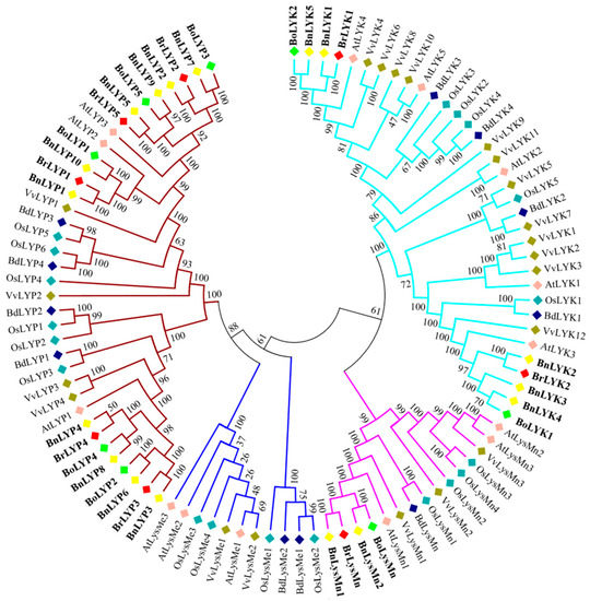 Cells | Free Full-Text | Analyses of Lysin-motif Receptor-like Kinase ...