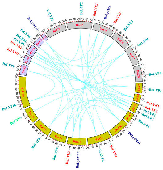 Cells | Free Full-Text | Analyses of Lysin-motif Receptor-like Kinase ...