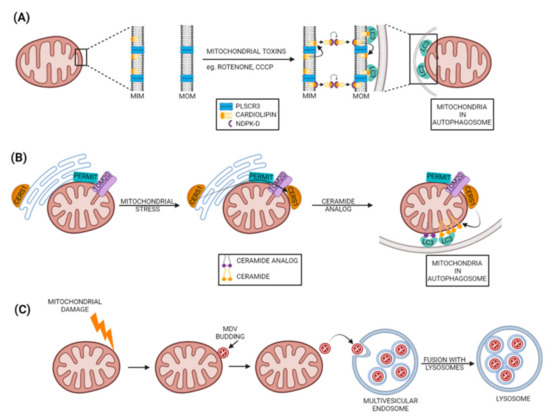 Molecular Mechanisms and Regulation of Mammalian Mitophagy