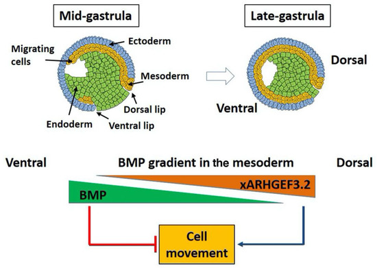Bmp Signal Gradient Modulates Convergent Cell Movement via Xarhgef3.2 ...