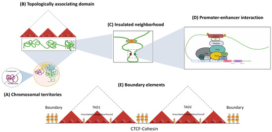 Three-Dimensional Genome Organization in Breast and Gynecological ...
