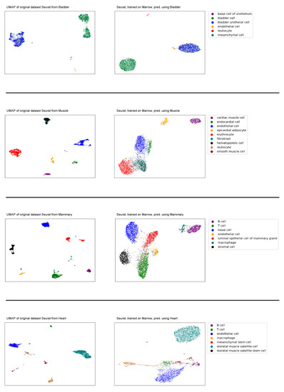 Cells | Free Full-Text | Interpretable Autoencoders Trained on Single ...