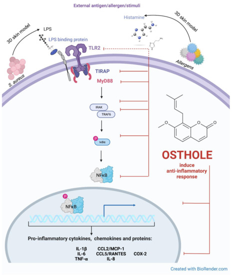 Osthole Inhibits Expression of Genes Associated with Toll-like Receptor ...