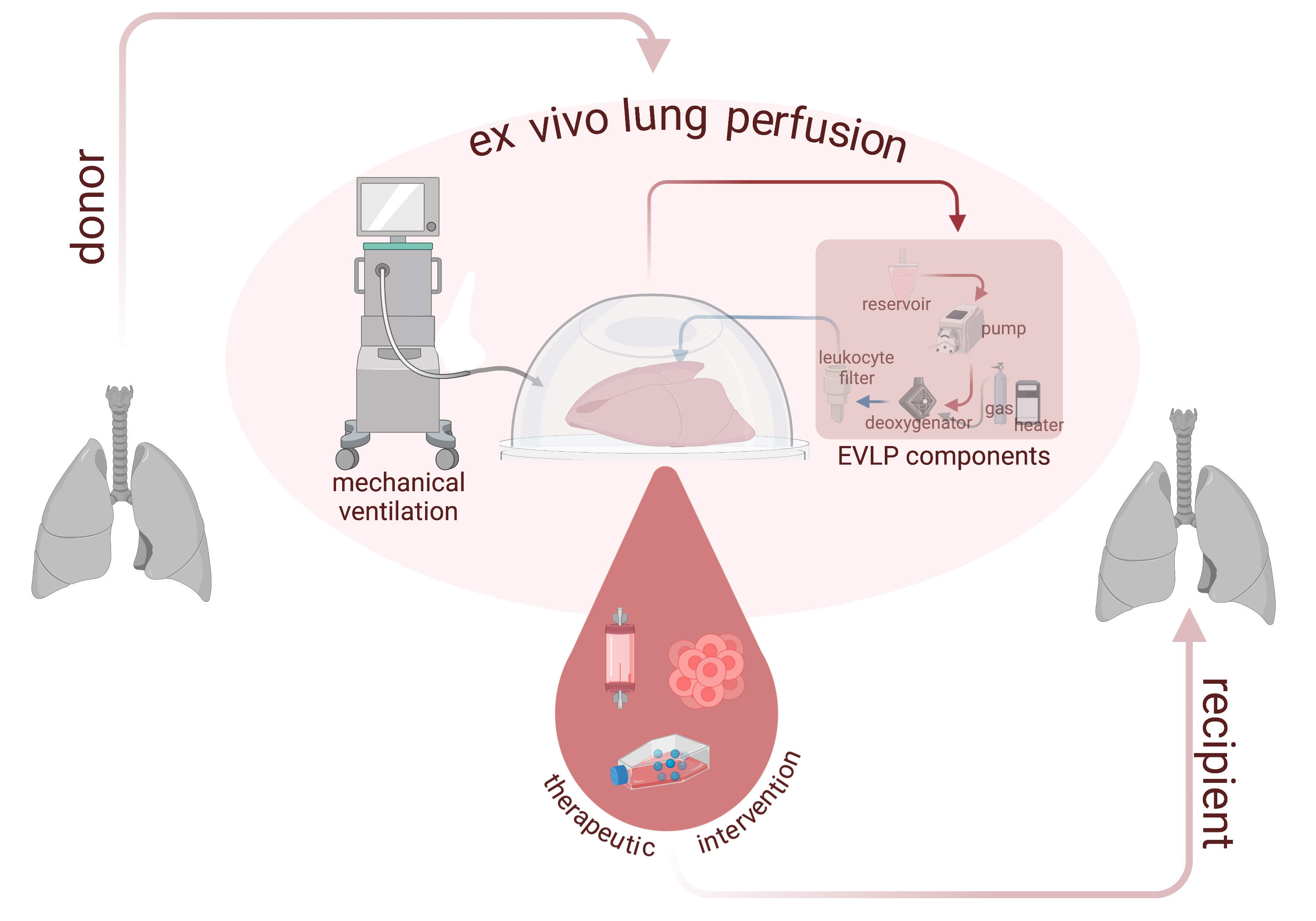 Cells | Free Full-Text | Current Status and Future Perspectives on ...
