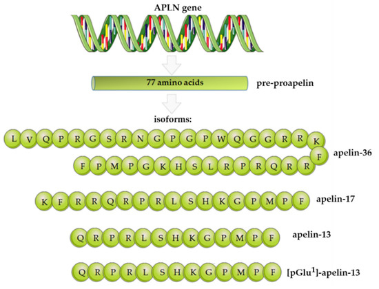 Apelin, APJ, and ELABELA: Role in Placental Function, Pregnancy, and ...