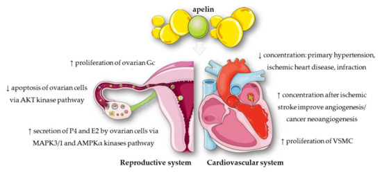 Apelin, APJ, and ELABELA: Role in Placental Function, Pregnancy, and ...