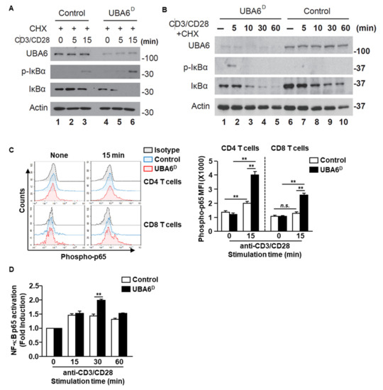 Ubiquitin Activating Enzyme UBA6 Regulates Th1 and Tc1 Cell Differentiation