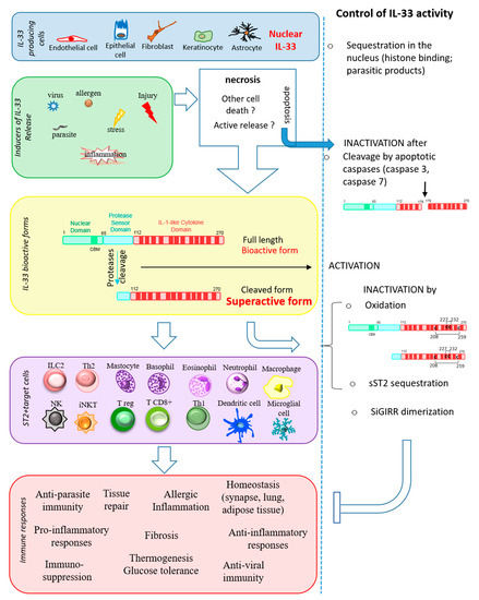 IL-33, an Alarmin of the IL-1 Family Involved in Allergic and Non ...