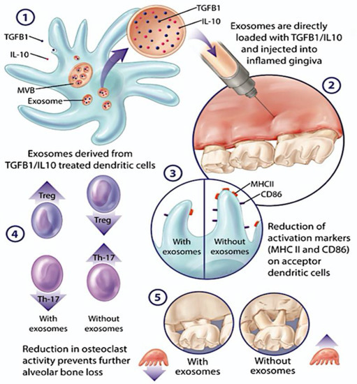 Exogenous and Endogenous Dendritic Cell-Derived Exosomes: Lessons ...