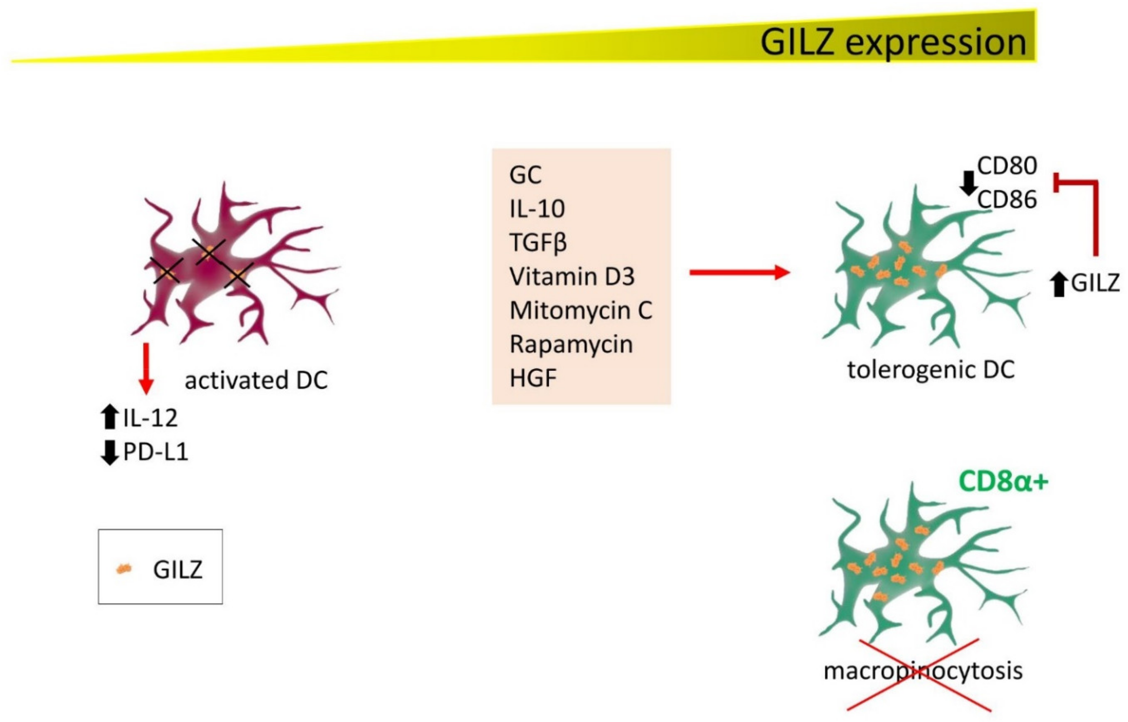 GILZ as a Regulator of Cell Fate and Inflammation