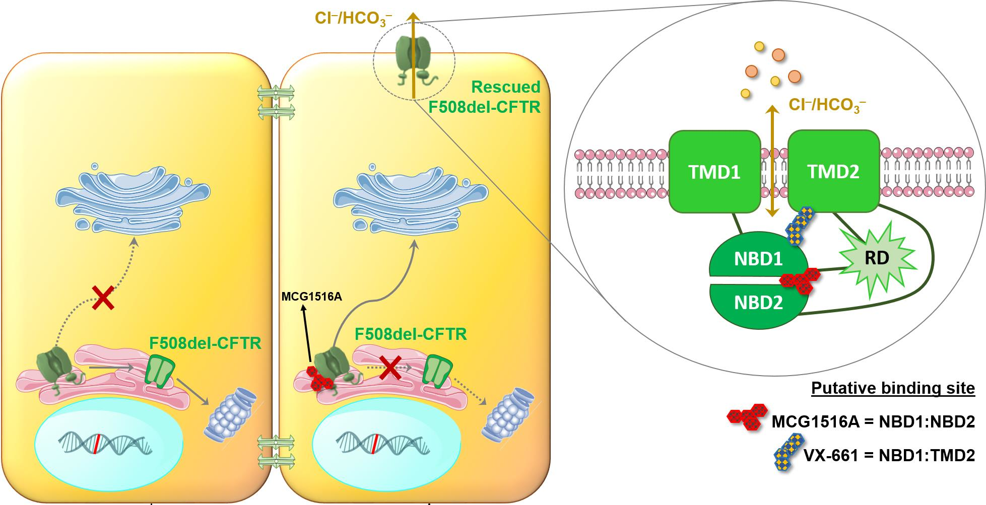 Cells | Free Full-Text | Rescue of Mutant CFTR Trafficking Defect by ...