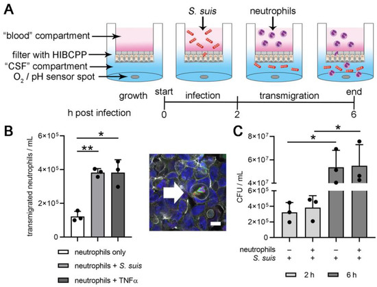 Characterization of Oxygen Levels in an Uninfected and Infected Human ...